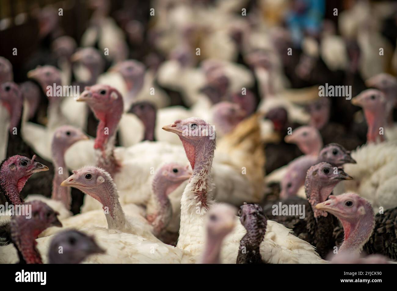 Growing up with animals hi-res stock photography and images - Alamy