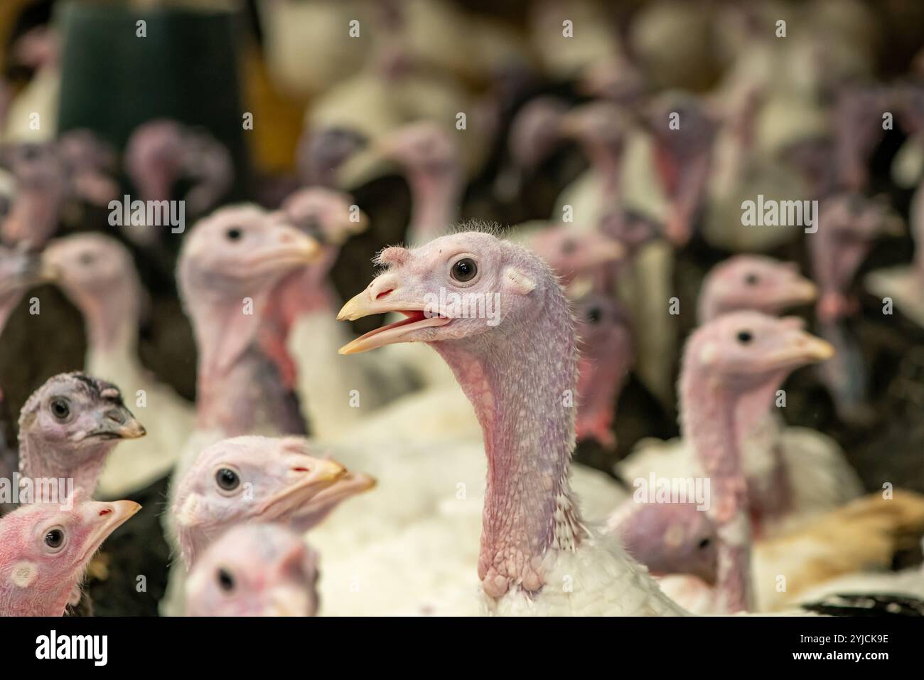 Farming and growing animals hi-res stock photography and images - Alamy