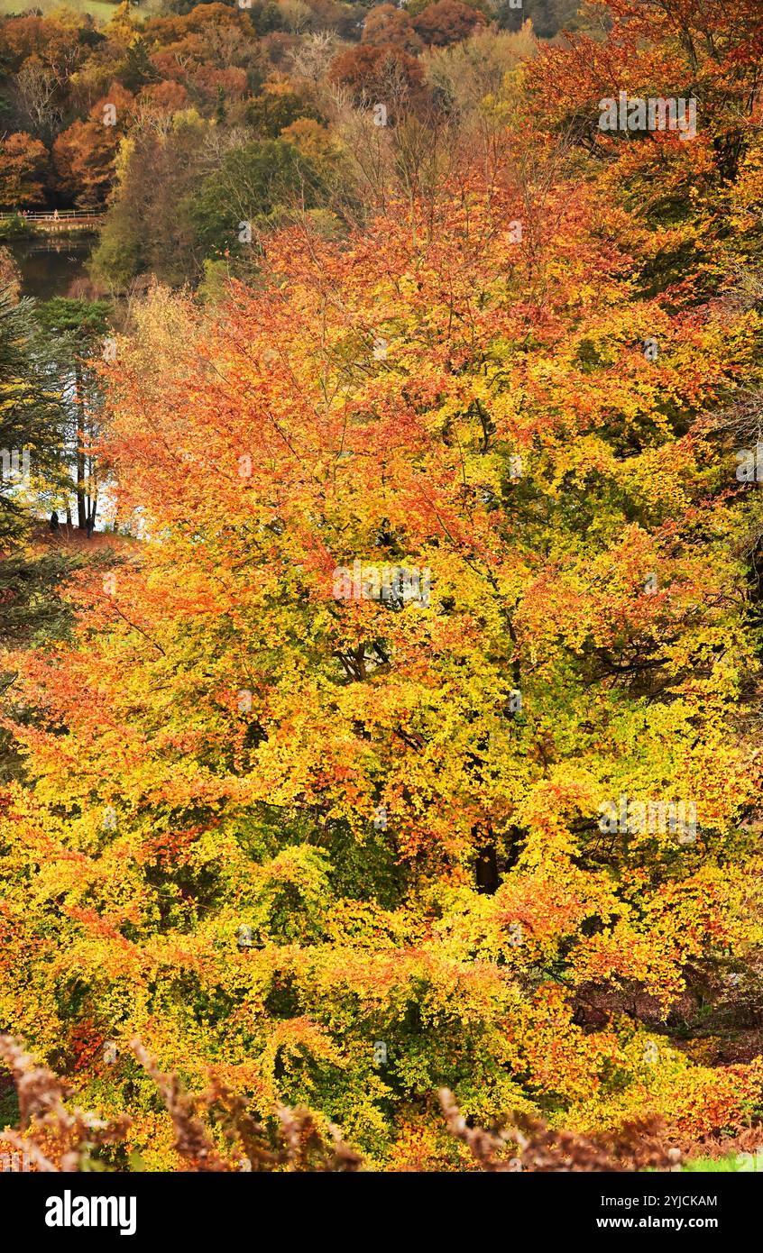 Autumn Leaves and Colours at Winkworth Arboretum, Surrey, England Stock ...