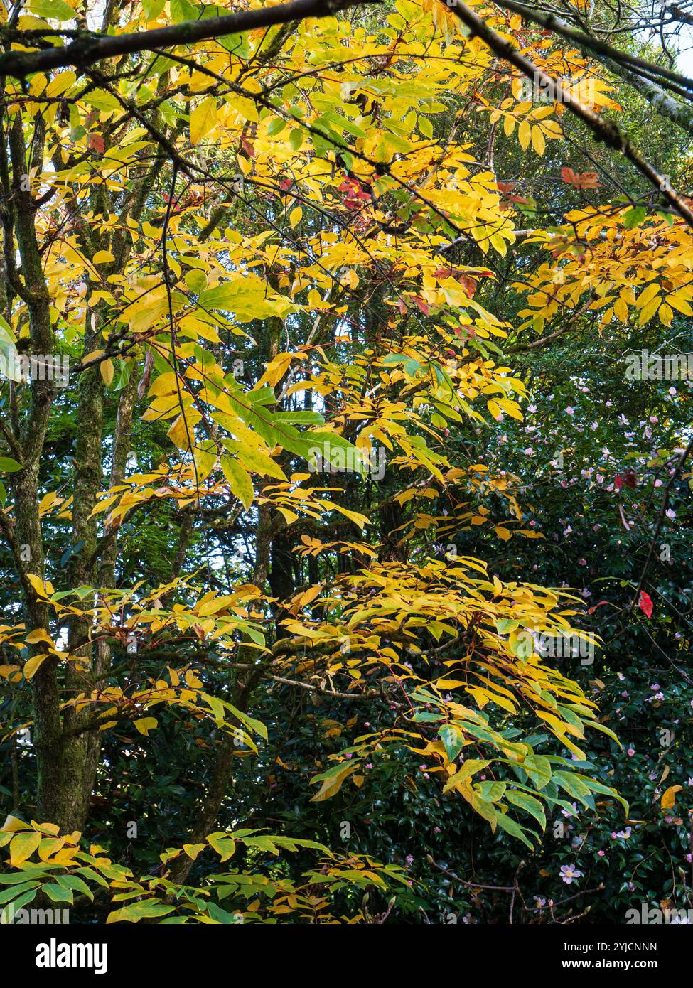 Deciduous chinese tree hi-res stock photography and images - Alamy