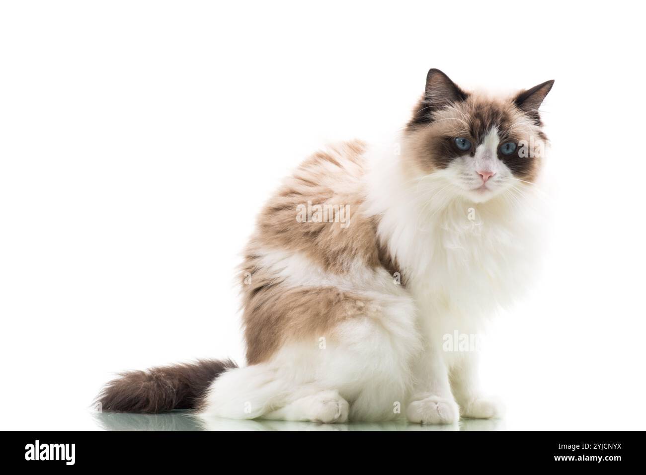 Happy beautiful Ragdoll cat isolated on white background Stock Photo ...