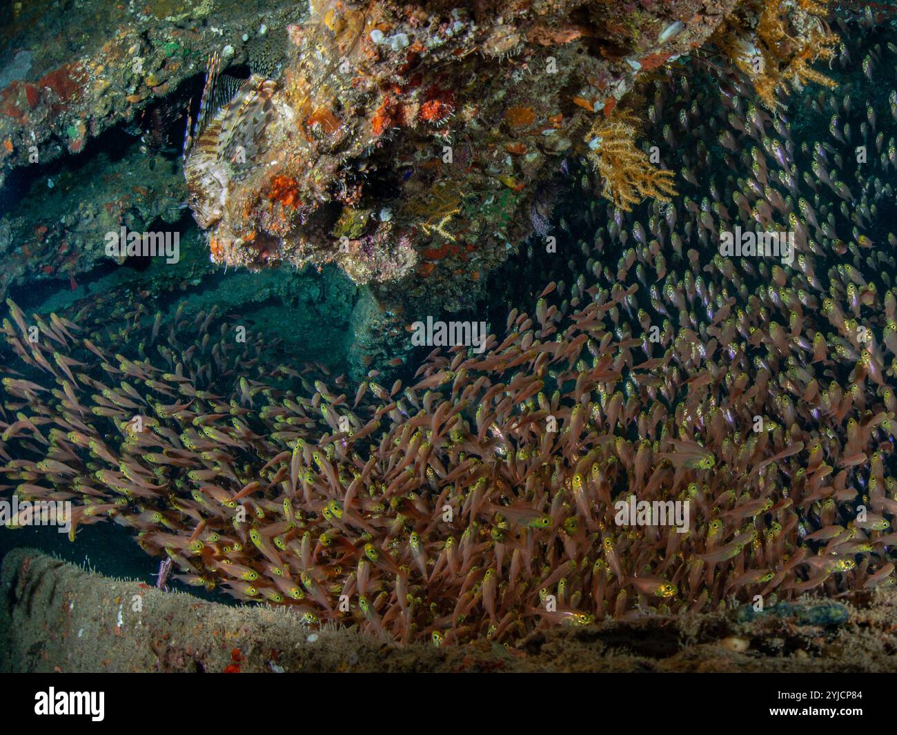 pigmy sweeper shoal inside wreck of ss dunraven red sea Stock Photo - Alamy