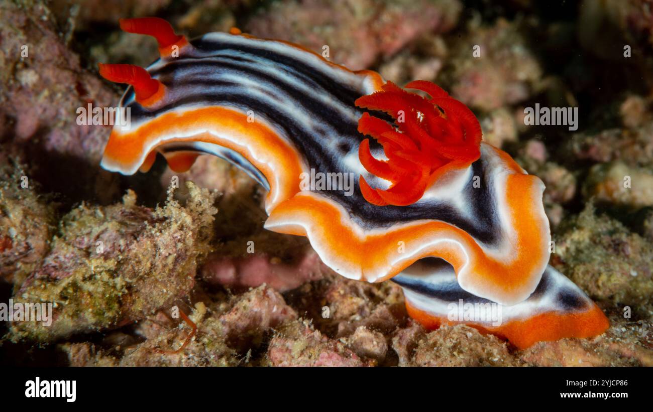 Nudibranch under sea philippines hi-res stock photography and images ...