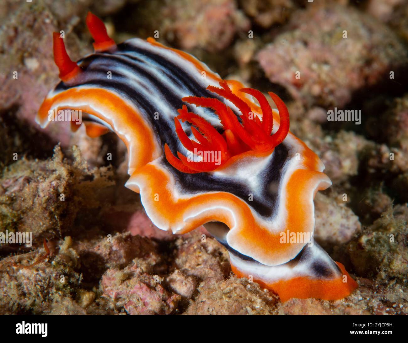Nudibranch under sea philippines hi-res stock photography and images ...