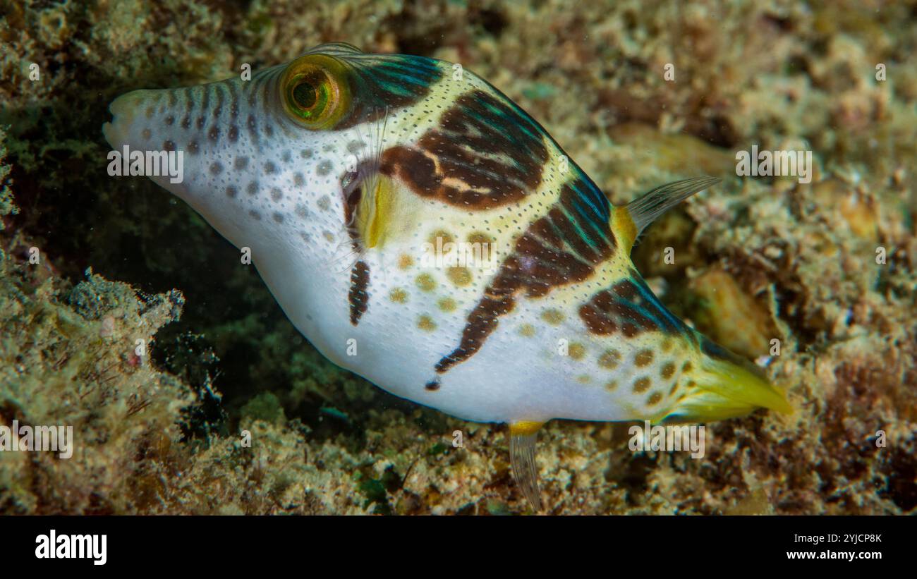 pacific crown toby philippines Stock Photo - Alamy