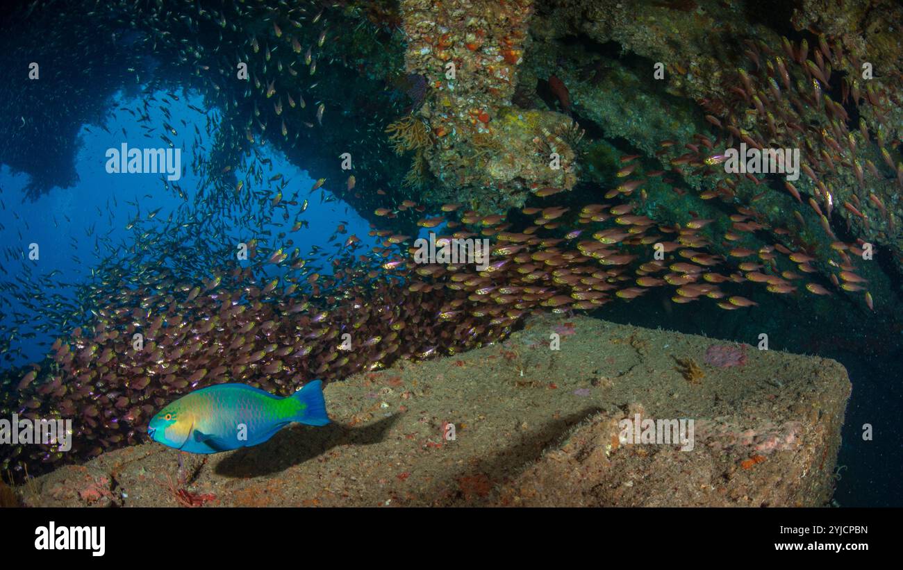 Red sea sweeper hi-res stock photography and images - Alamy