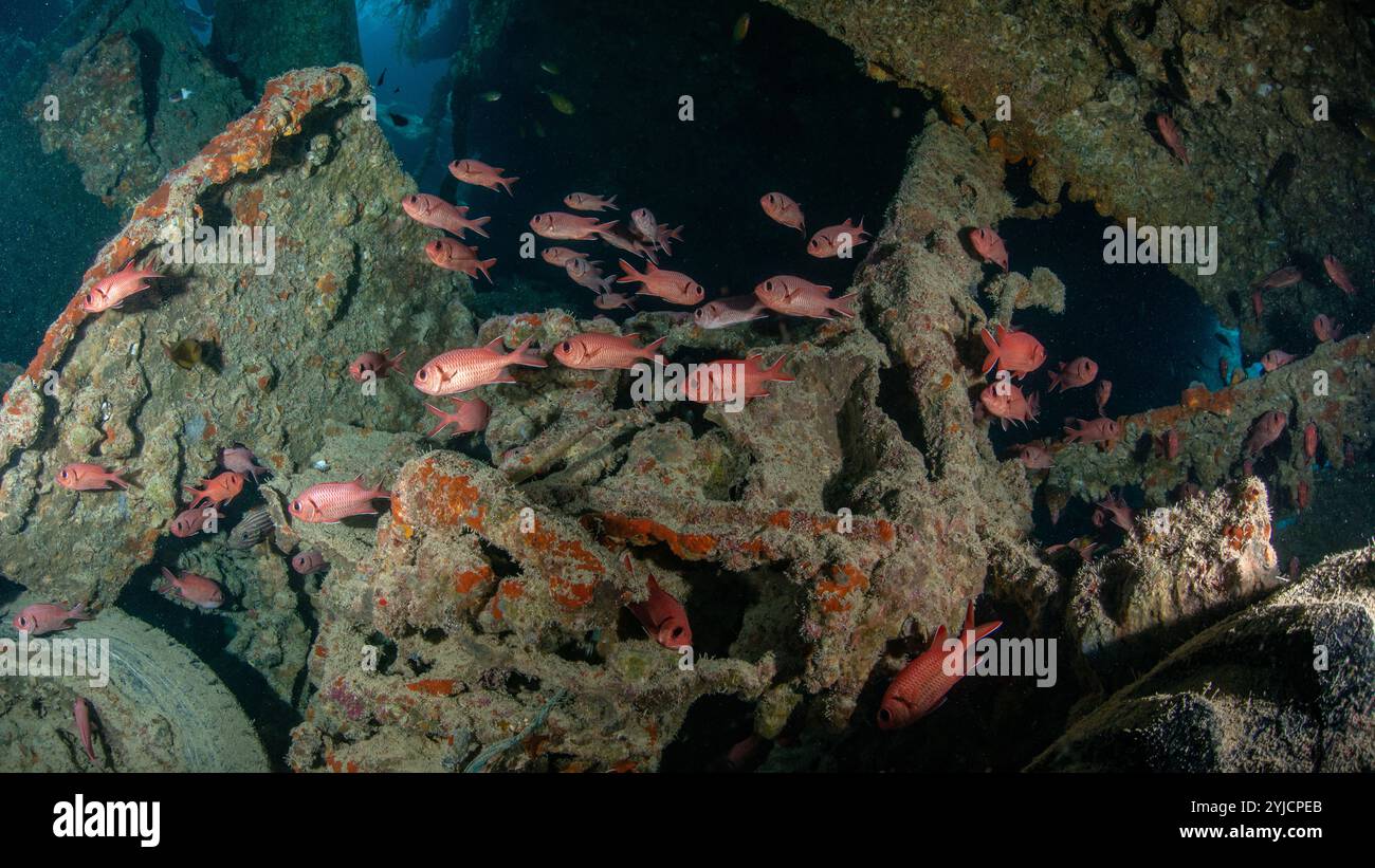 white-edged soldierfish inside wreck of ss thistlegorm red sea Stock ...