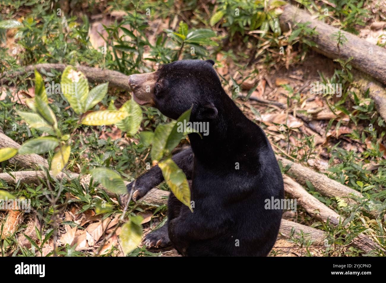 Asian sun bear eating hi-res stock photography and images - Alamy