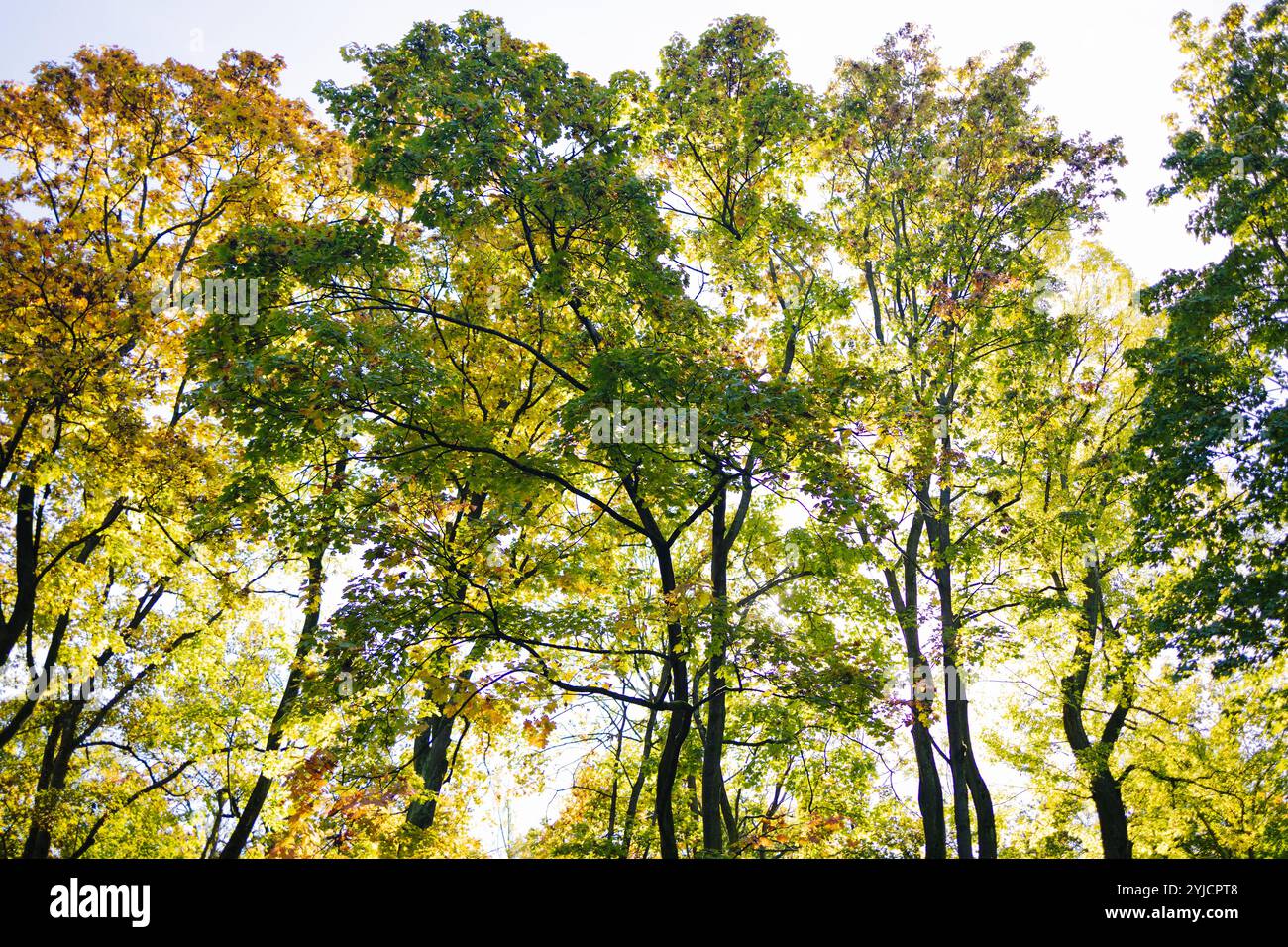 Time lapse tree branches yellow hi-res stock photography and images - Alamy