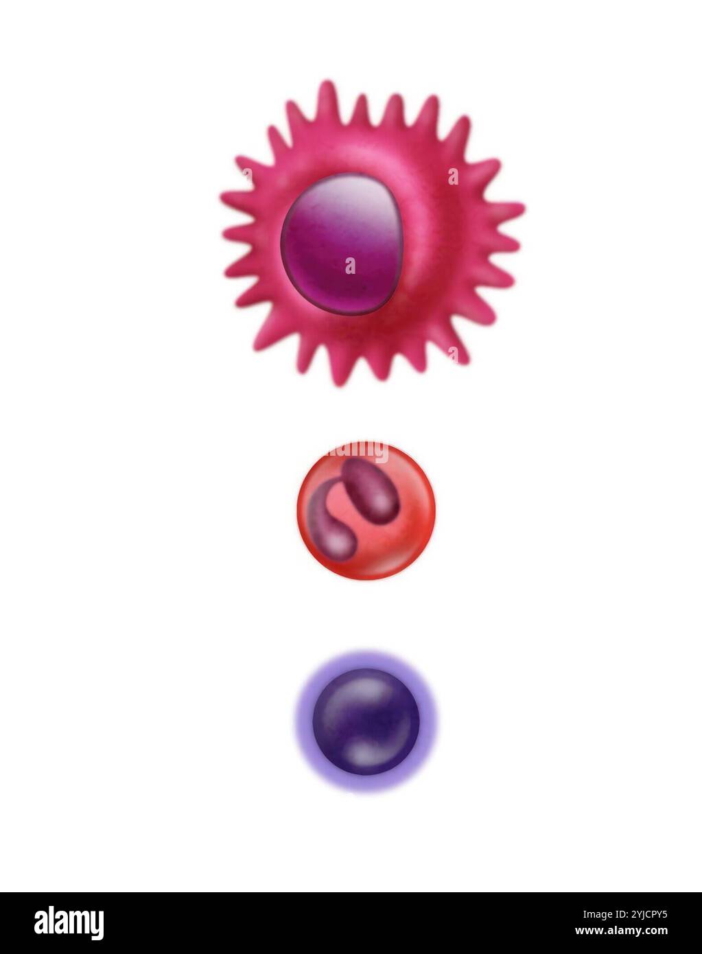 Leucocytes hi-res stock photography and images - Alamy