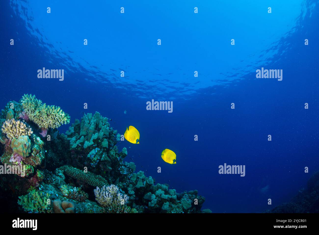 masked butterfly fish between snells window and reef red sea Stock ...