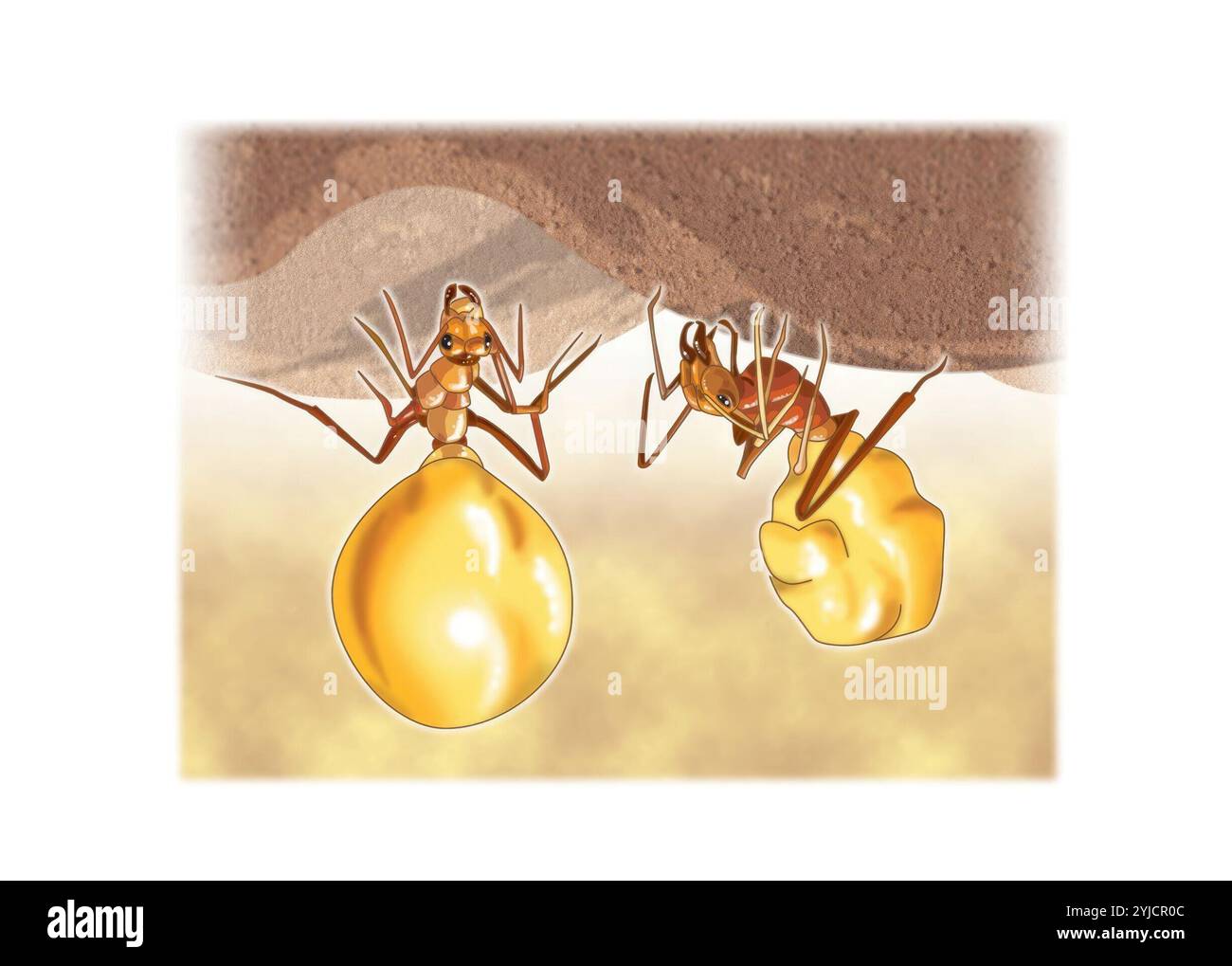 Worker insects Cut Out Stock Images & Pictures - Alamy