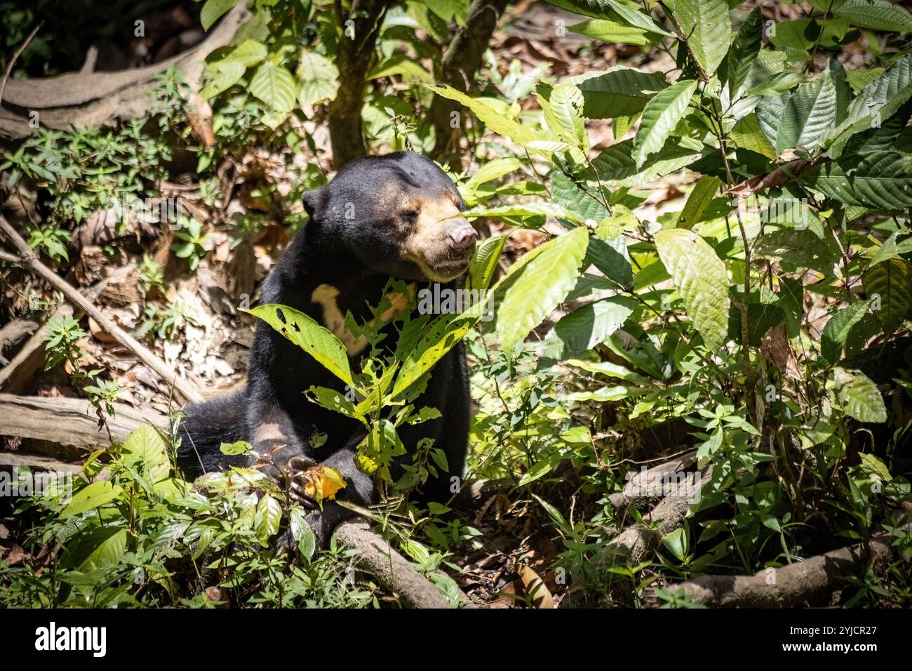 Sun Bear eating papaya in Borneo sanctuary Sabah Malaysia Stock Photo ...