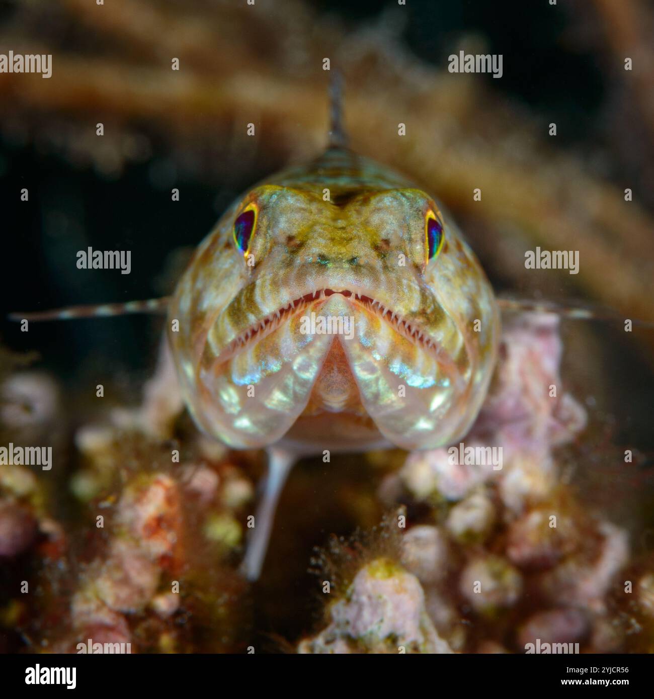 variegated lizardfish maldives Stock Photo - Alamy
