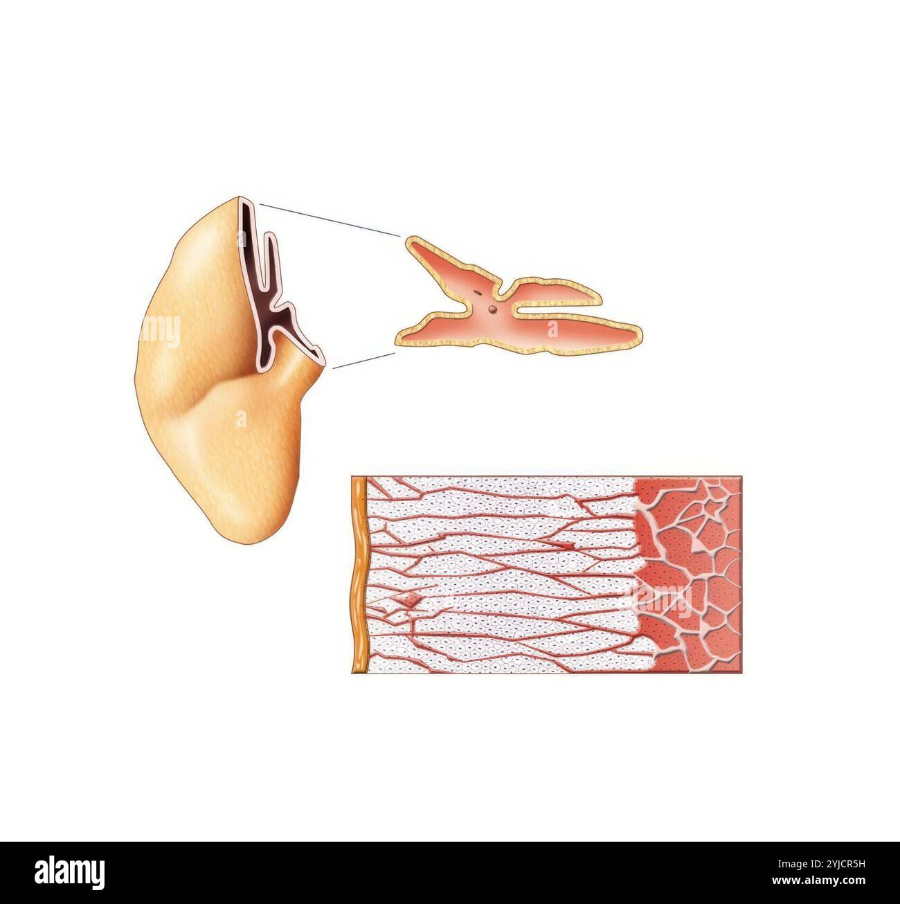 Central face view of the adrenal gland, sectioned along its bottom ...