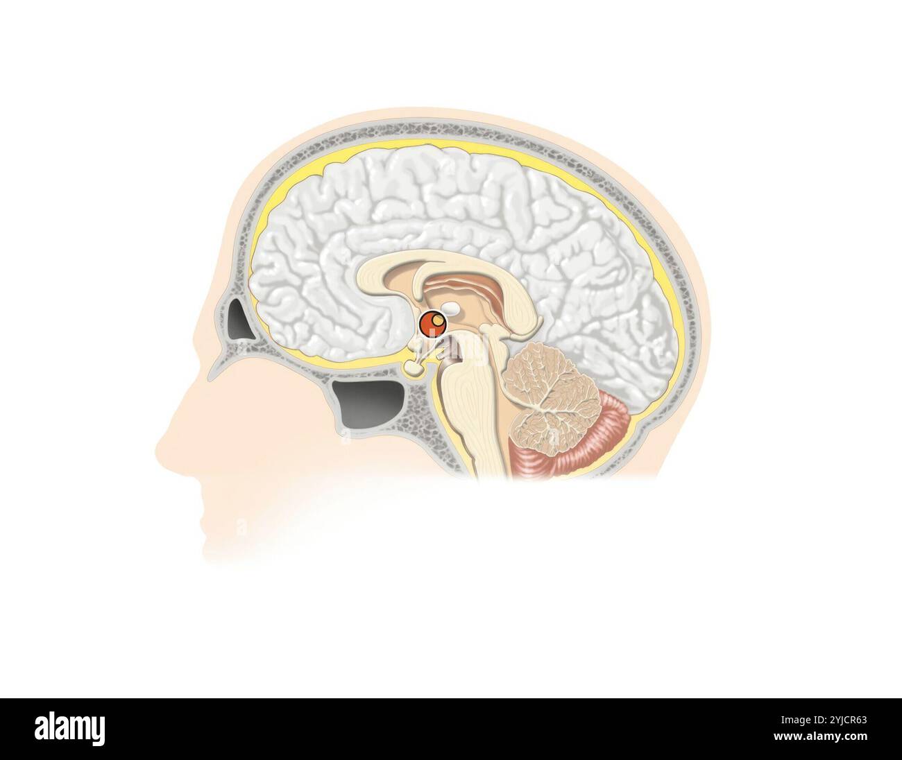 Limbic system brain hi-res stock photography and images - Alamy