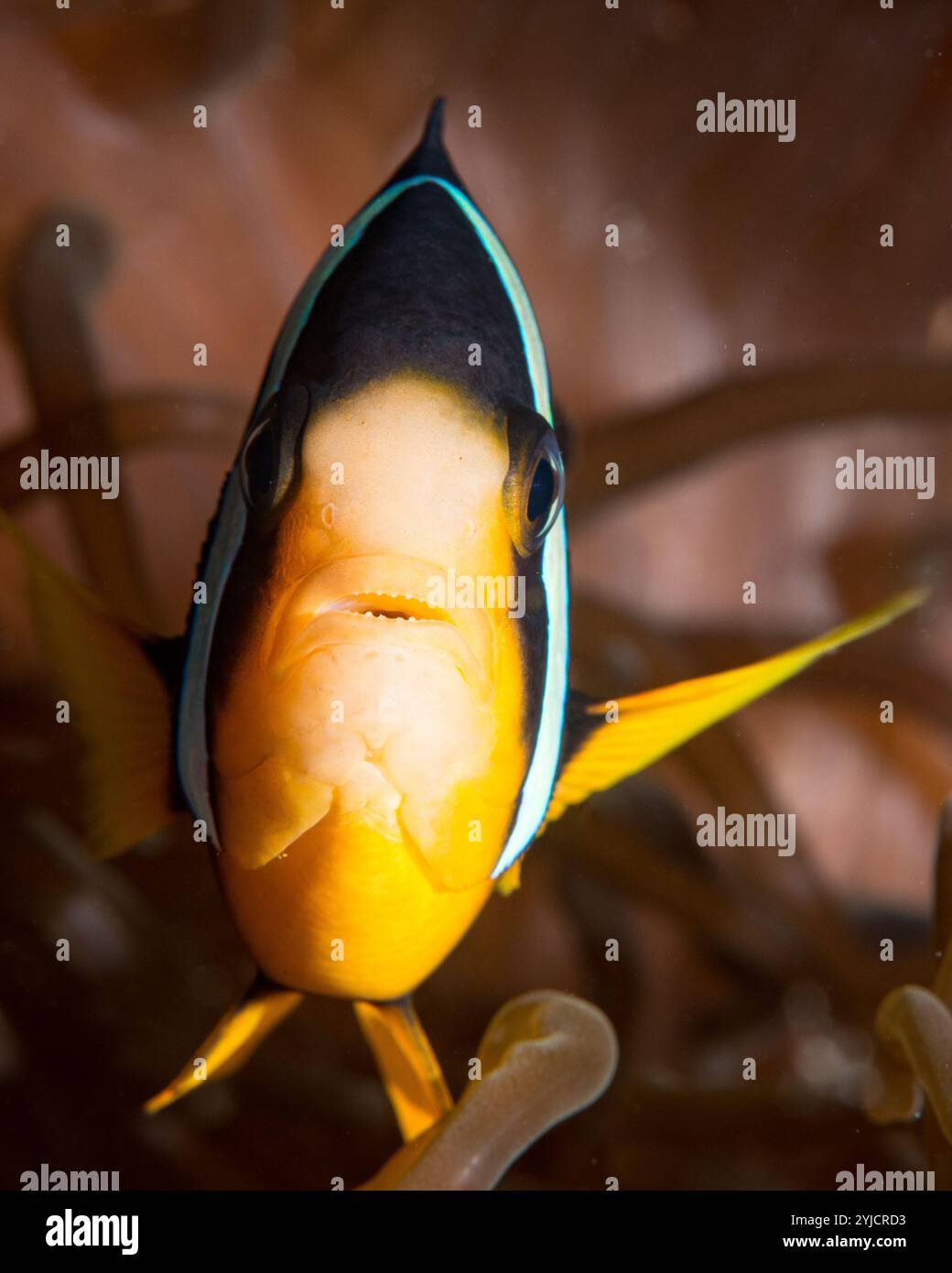 clarks anemonefish clownfish maldives Stock Photo - Alamy