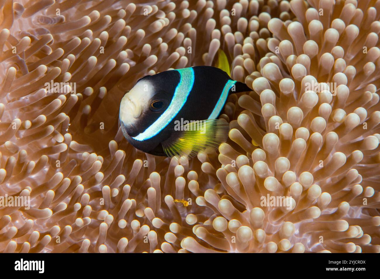 Maldives damselfishes hi-res stock photography and images - Alamy