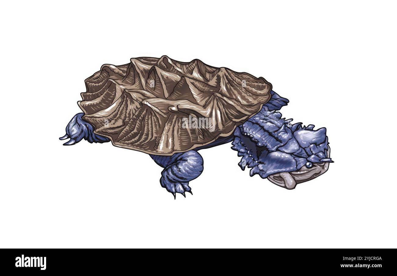 Matamata turtle chelus fimbriata hi-res stock photography and images ...