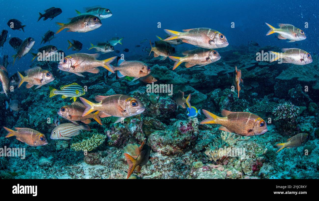Striped sea bream fish hi-res stock photography and images - Alamy