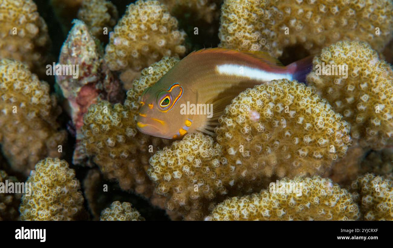 Ring of coral hi-res stock photography and images - Alamy
