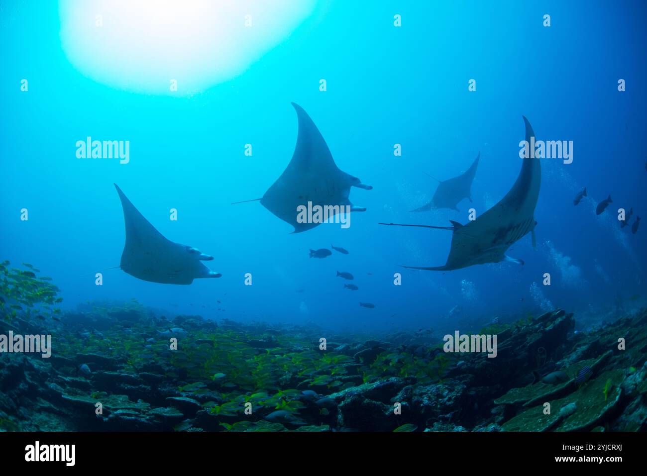 manta ray visting cleaning station maldives Stock Photo - Alamy