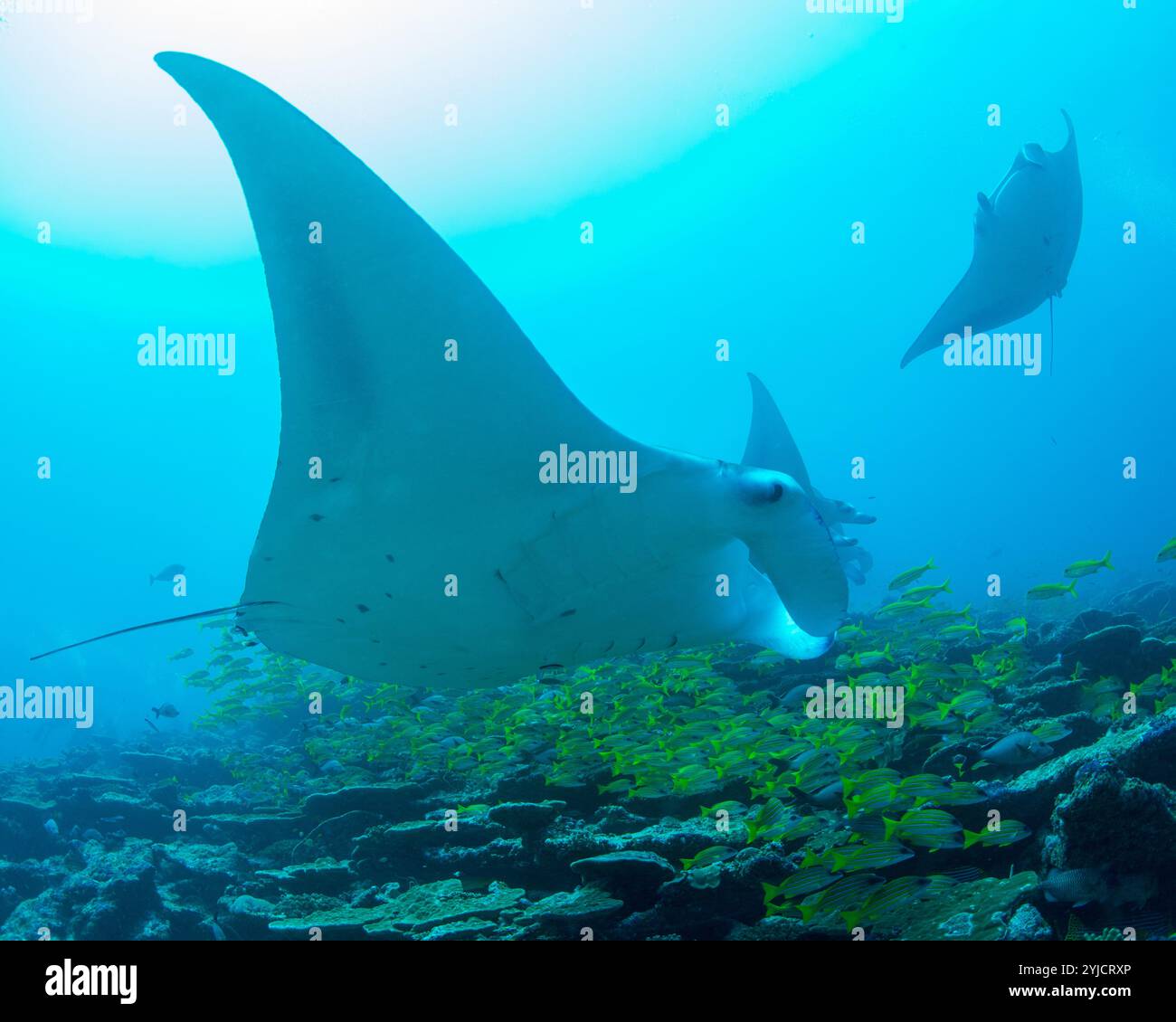 Manta ray birostris maldives hi-res stock photography and images - Alamy