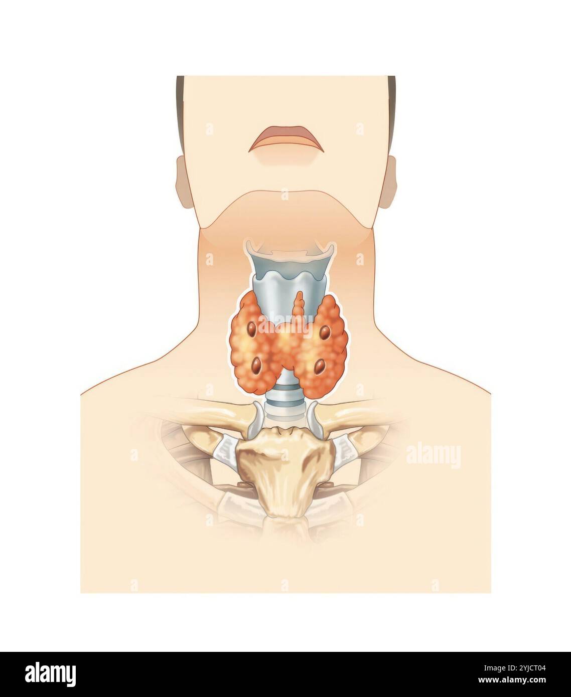 Location of the parathyroid gland Stock Photo - Alamy