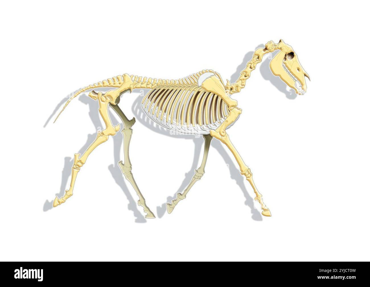 Skeleton horse equus ferus equidae Cut Out Stock Images & Pictures - Alamy