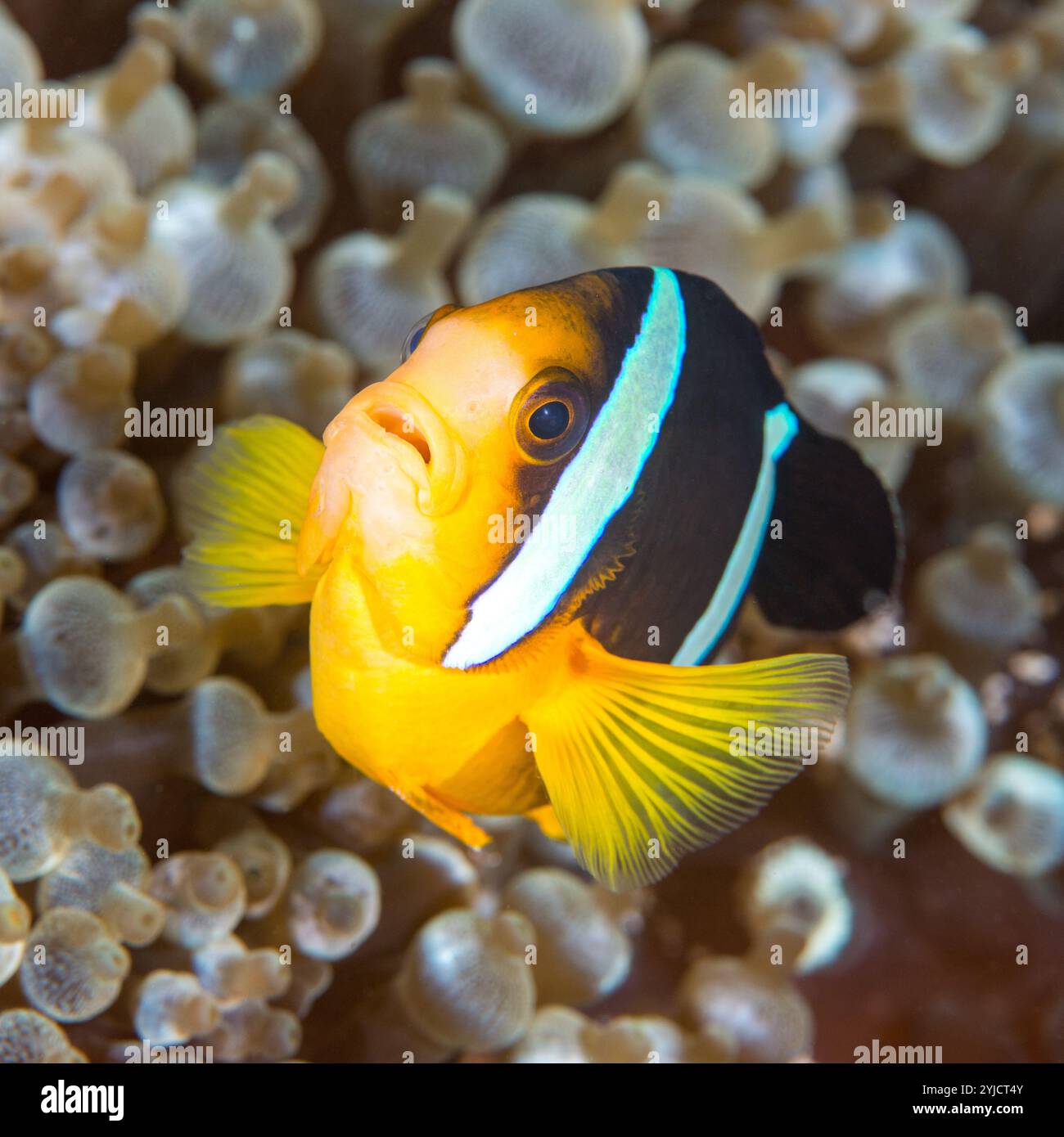 clarks amemonefile clownfish maldives Stock Photo - Alamy