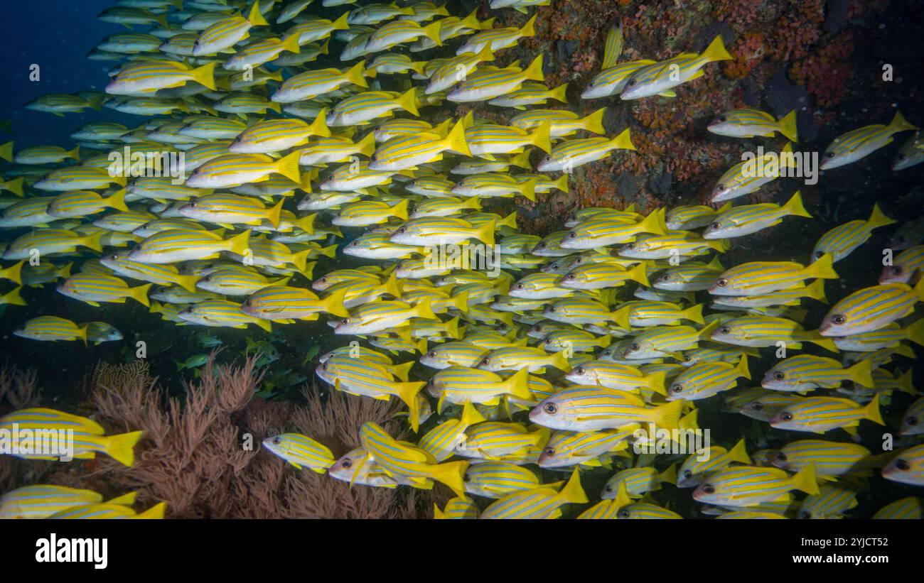 bluelined snapper shoal maldives Stock Photo - Alamy