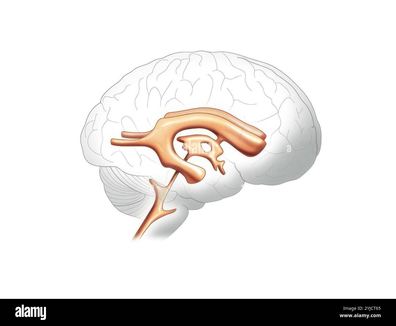 Ventricles anatomy hi-res stock photography and images - Alamy