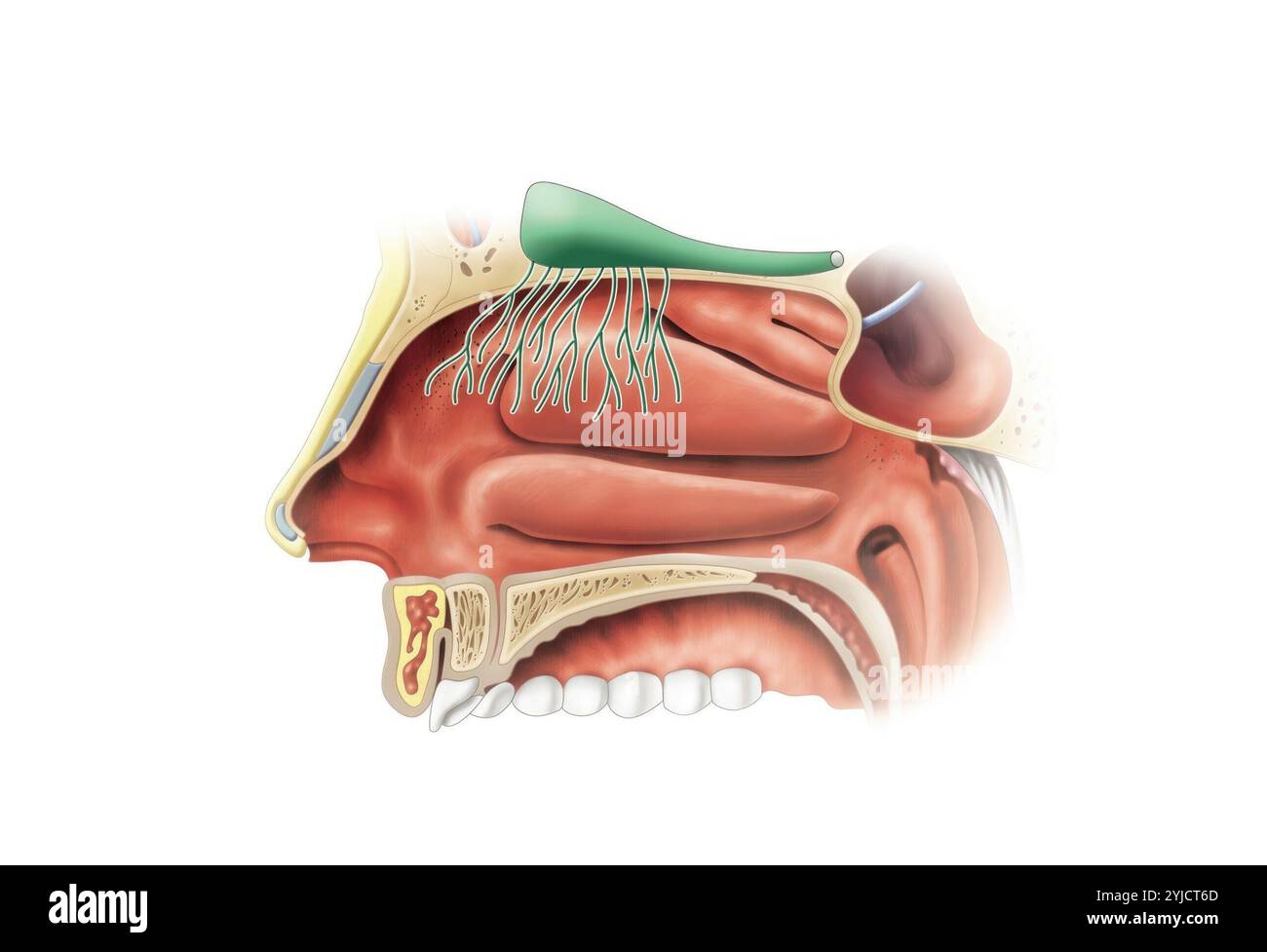 Organs of the smell sense Stock Photo - Alamy