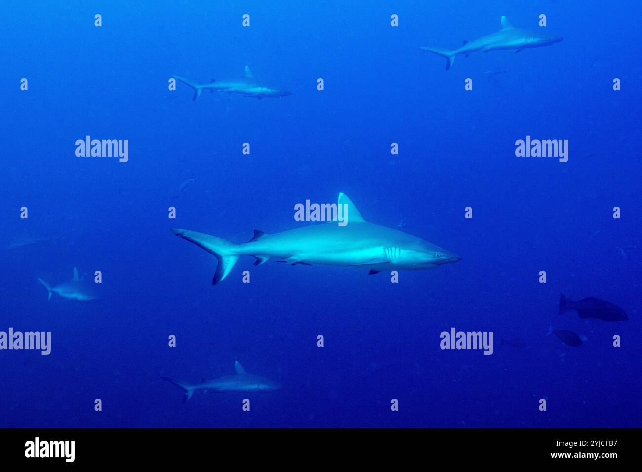 grey reef sharks maldives Stock Photo - Alamy