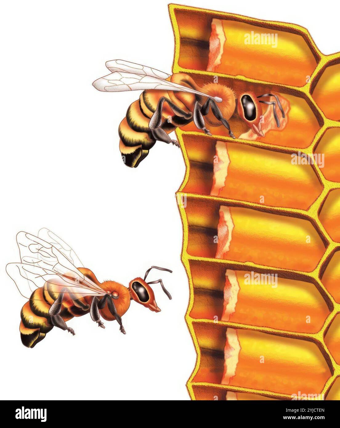 Worker bees in the hive Stock Photo - Alamy