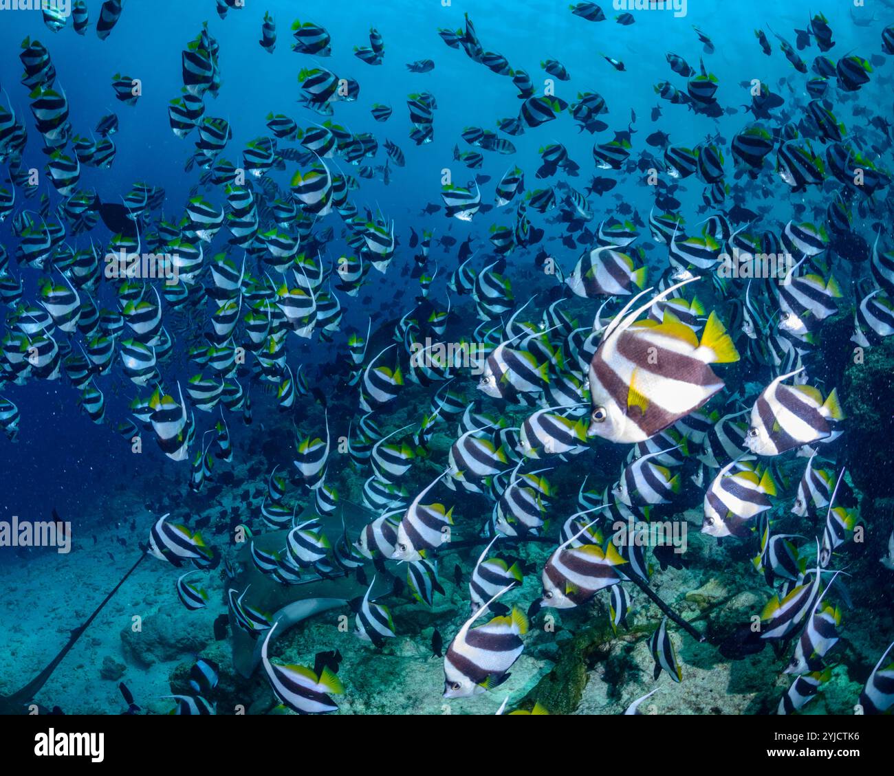 fish factory maldives Stock Photo - Alamy