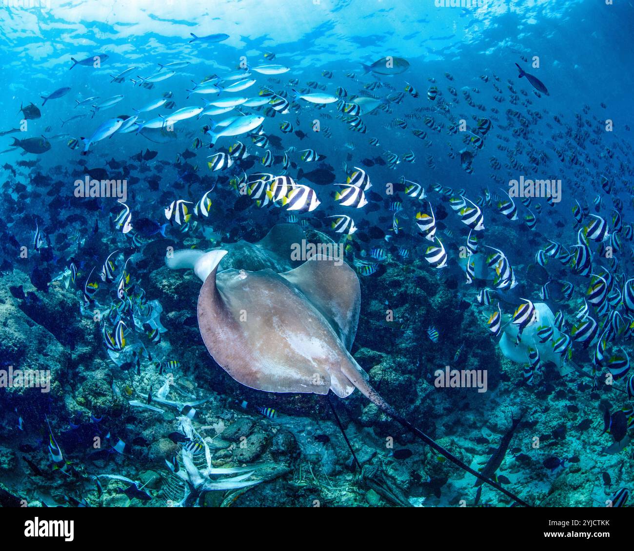 fish factory maldives Stock Photo - Alamy