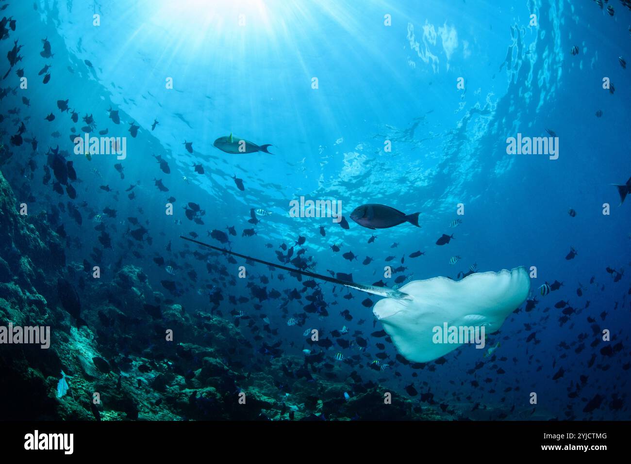 Fish factory hi-res stock photography and images - Alamy