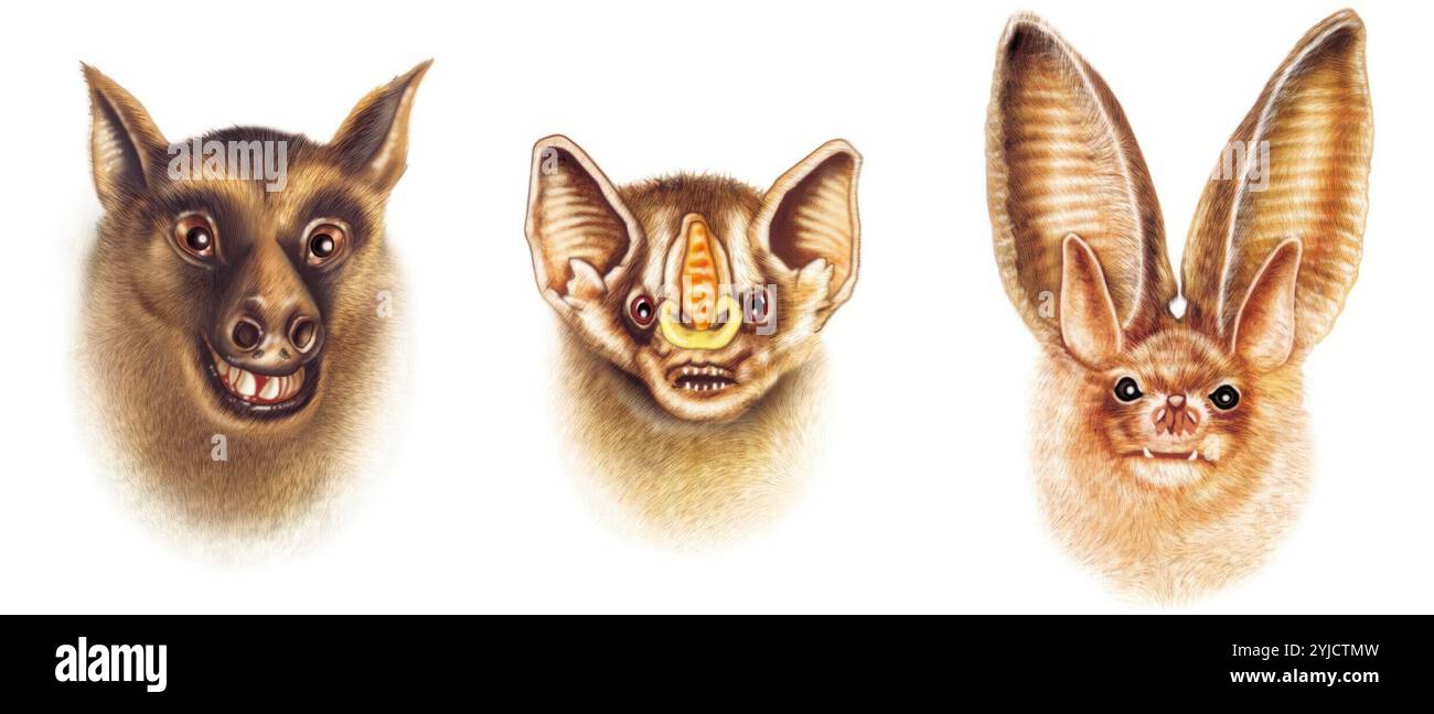 Types of bats. heads Stock Photo - Alamy