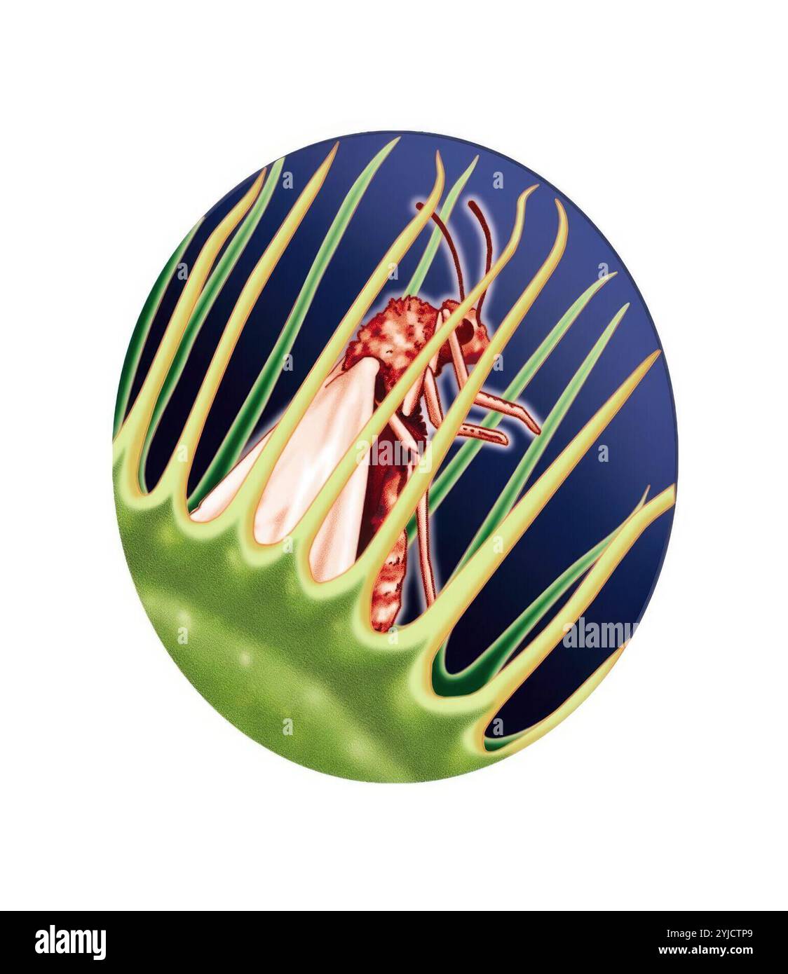 Venus flytrap digesting an insect Stock Photo - Alamy