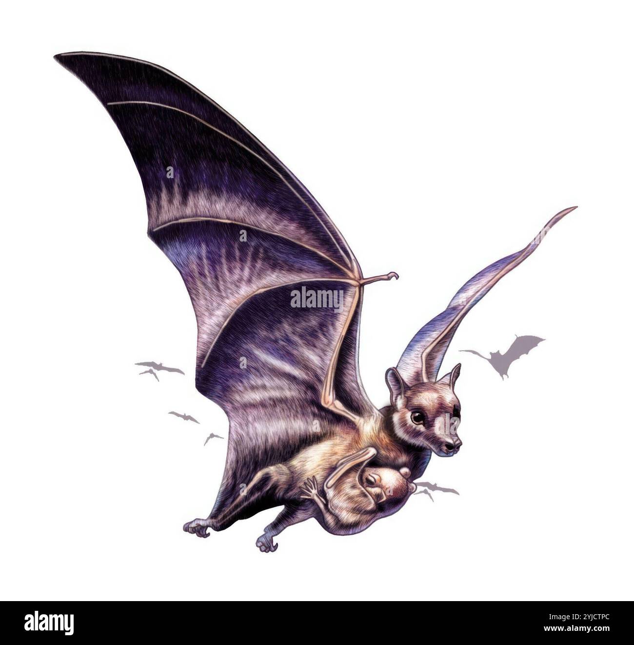 Bat flying with breeding Stock Photo - Alamy