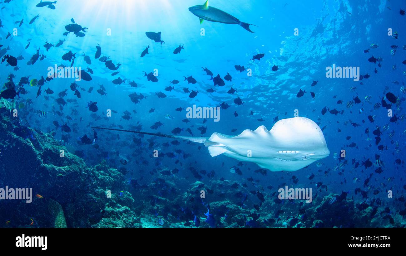 Fish factory hi-res stock photography and images - Alamy