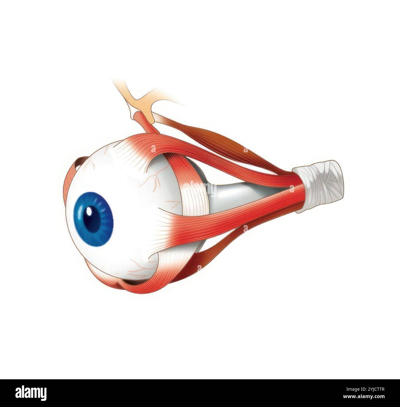 Extraocular muscles hi-res stock photography and images - Alamy