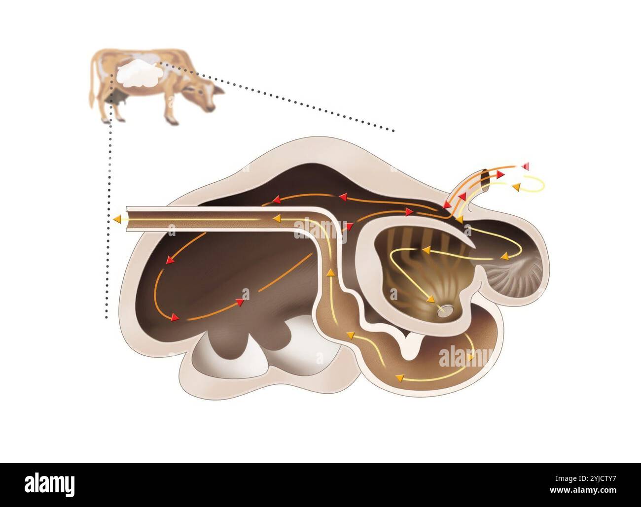 Ruminant digestive system hi-res stock photography and images - Alamy