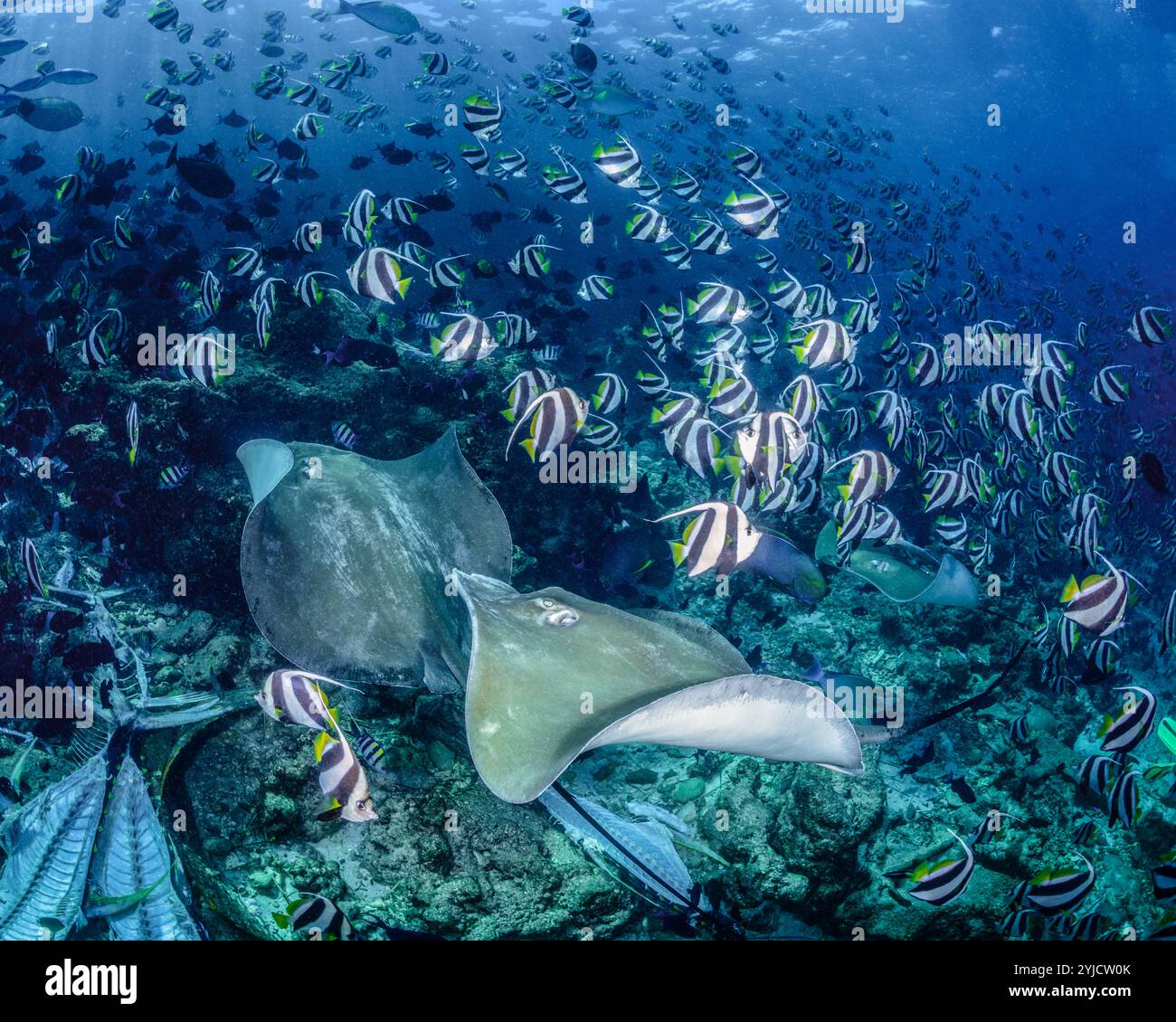 fish factory maldives Stock Photo - Alamy