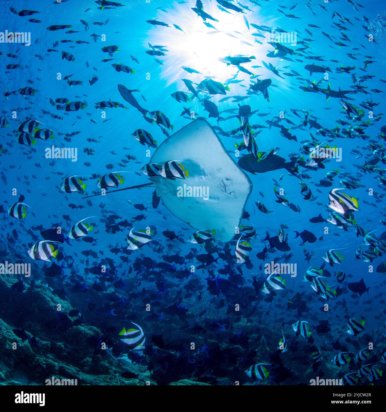 fish factory maldives Stock Photo - Alamy