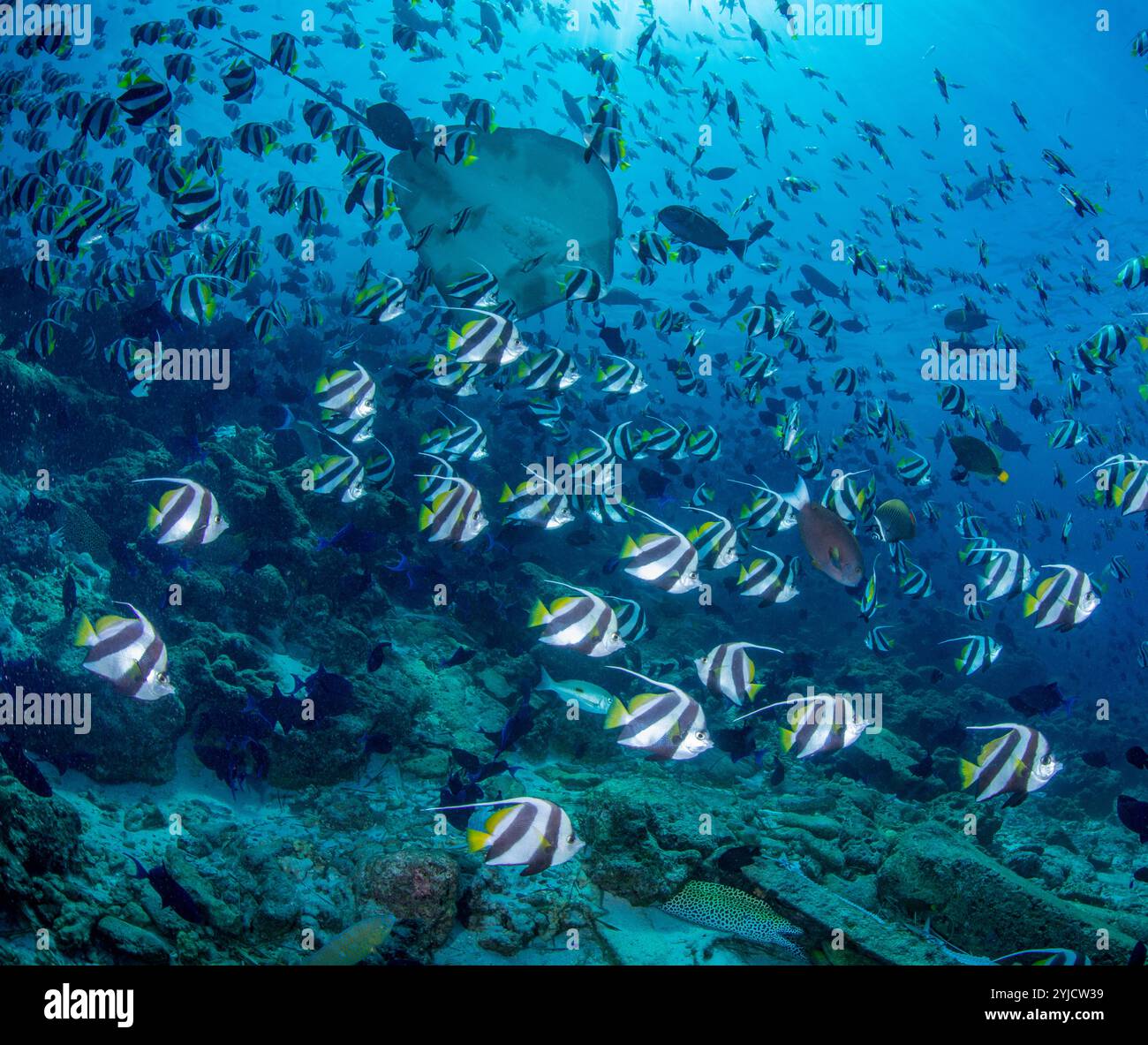 fish factory maldives Stock Photo - Alamy