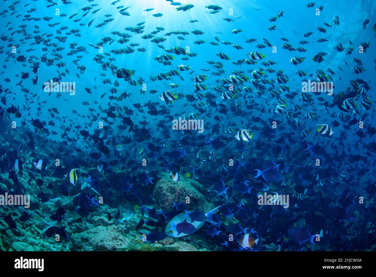 fish factory maldives Stock Photo - Alamy