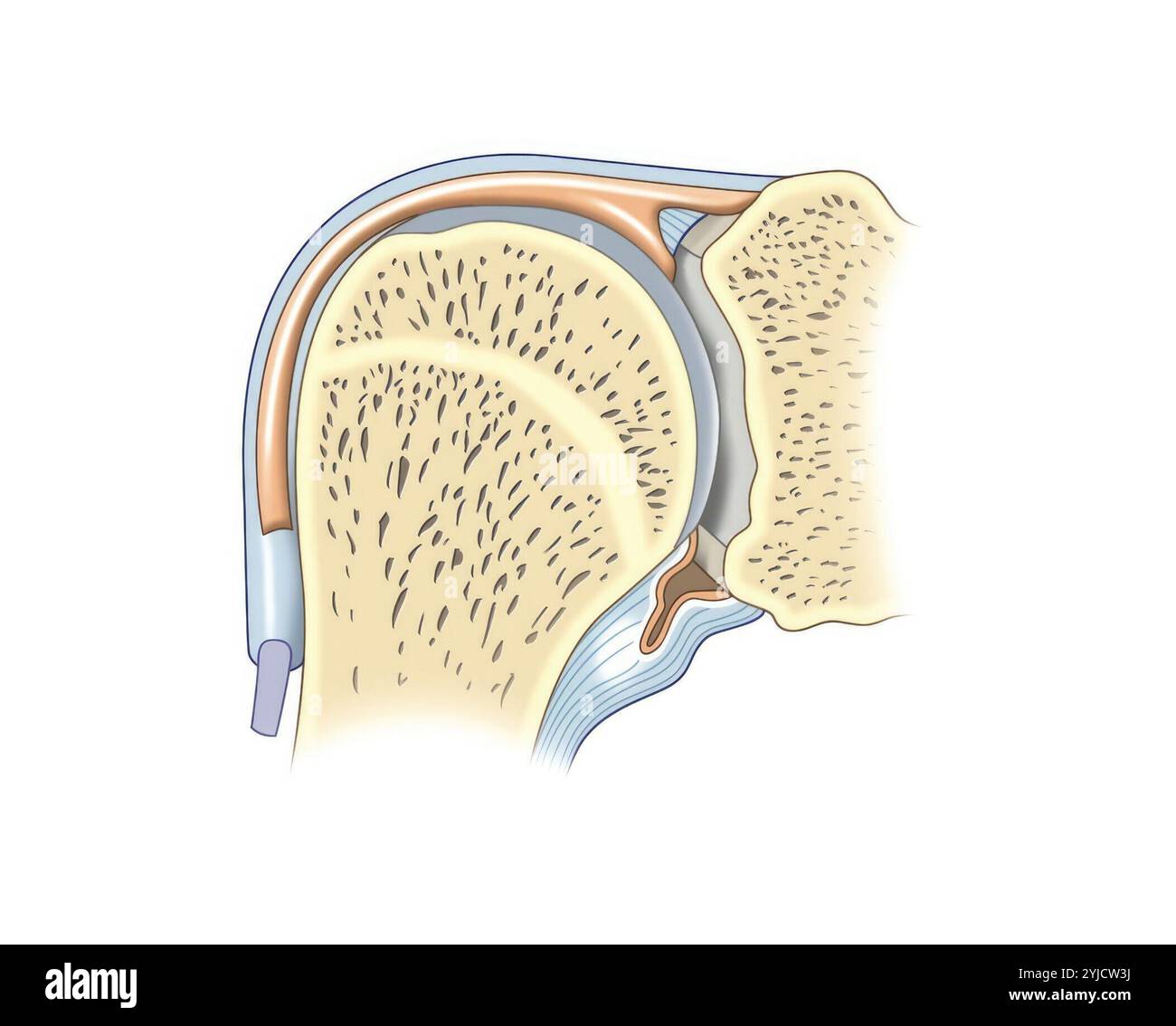 Houlder joint -Scapular humeral articulation Stock Photo - Alamy