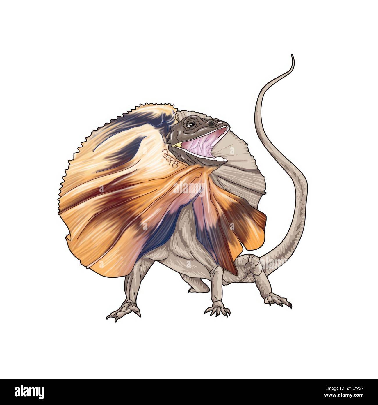 Frilled neck lizard Cut Out Stock Images & Pictures - Alamy
